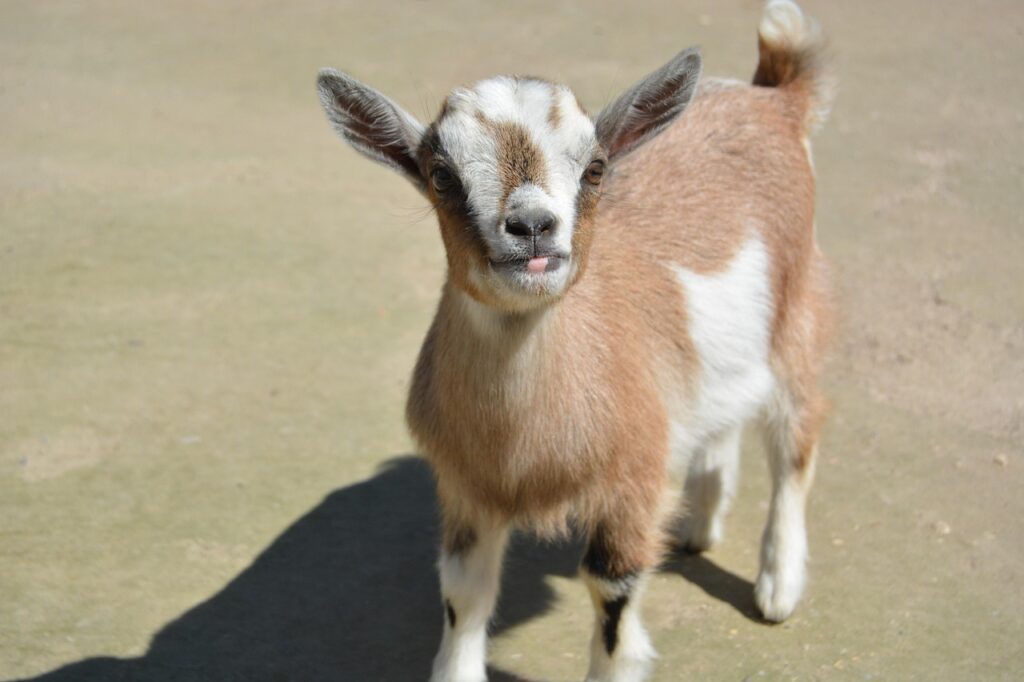 City Bureaucrats Literally Got Her Goat, So She Went To Federal Court ...